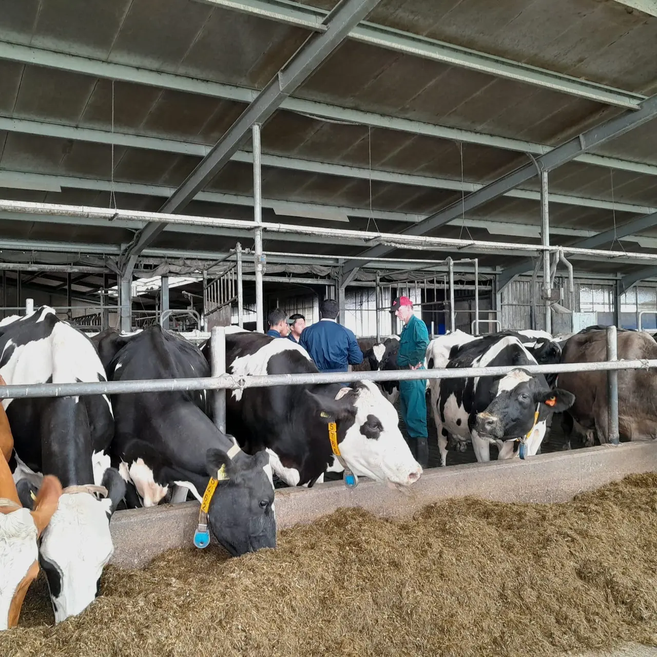 6 Sapi dengan Ciri Paling Unik di Dunia, Ada yang Mirip Binaragawan - Citizen6 Liputan6.com