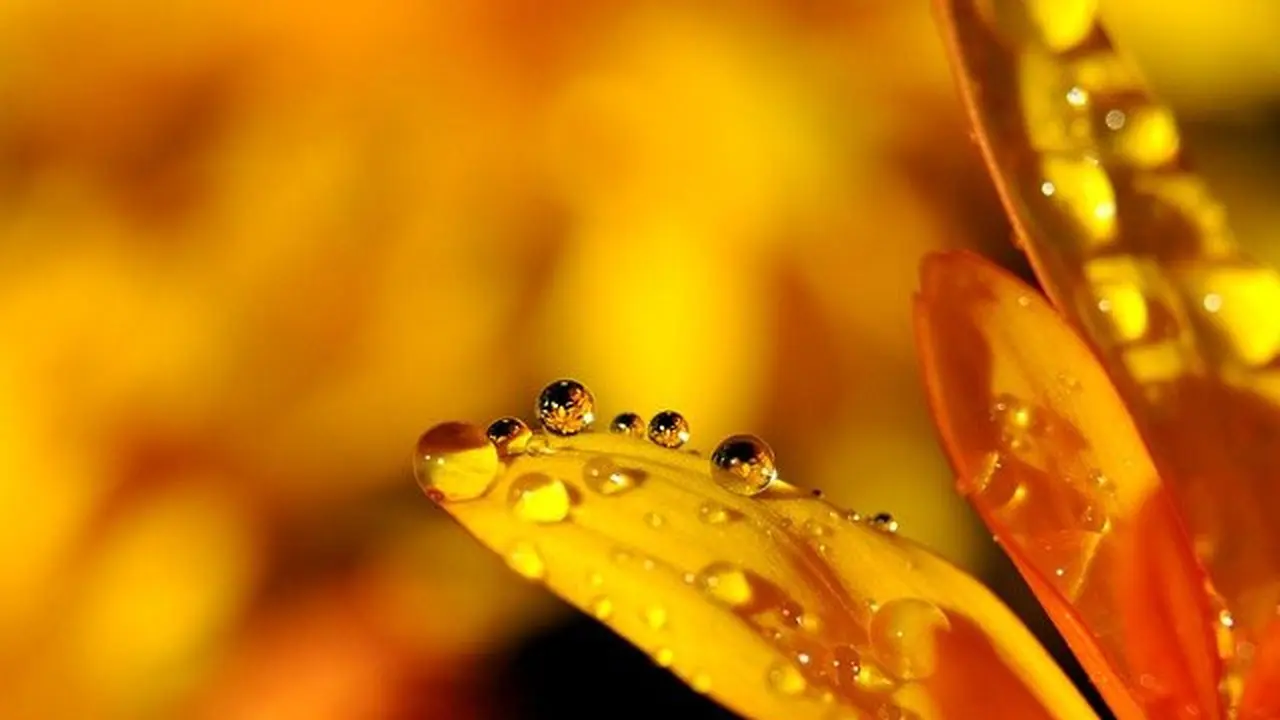 40 Kata-Kata Mutiara tentang Warna Kuning, Menyegarkan Mata - Ragam ...