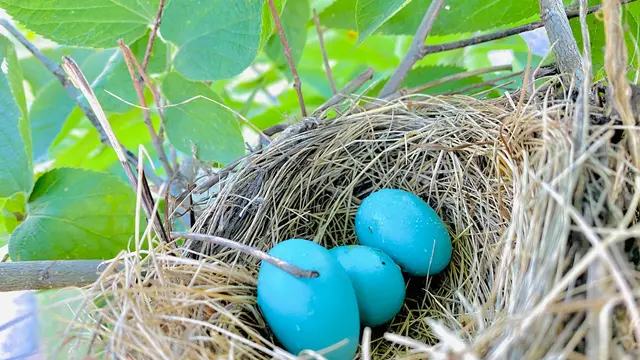 Unik dan Langka, 15 Burung Ini Bertelur dengan Warna Biru Cantik ...