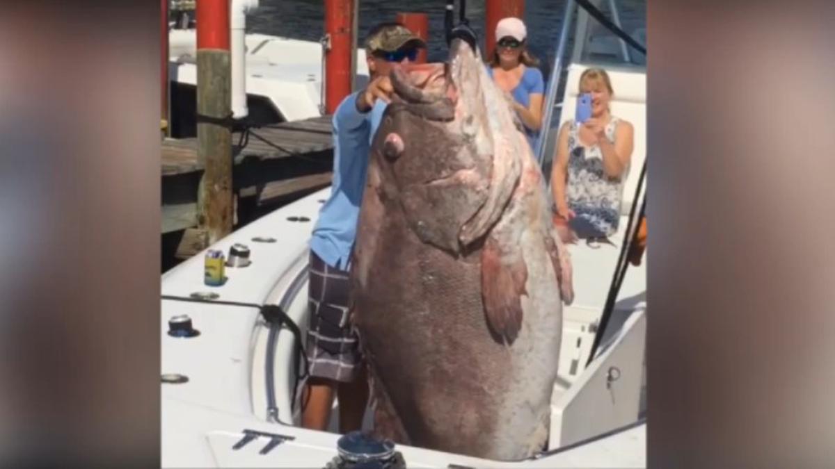 Tangkap Ikan Raksasa, Pemancing Diprotes Netizen - Citizen6 Liputan6.com