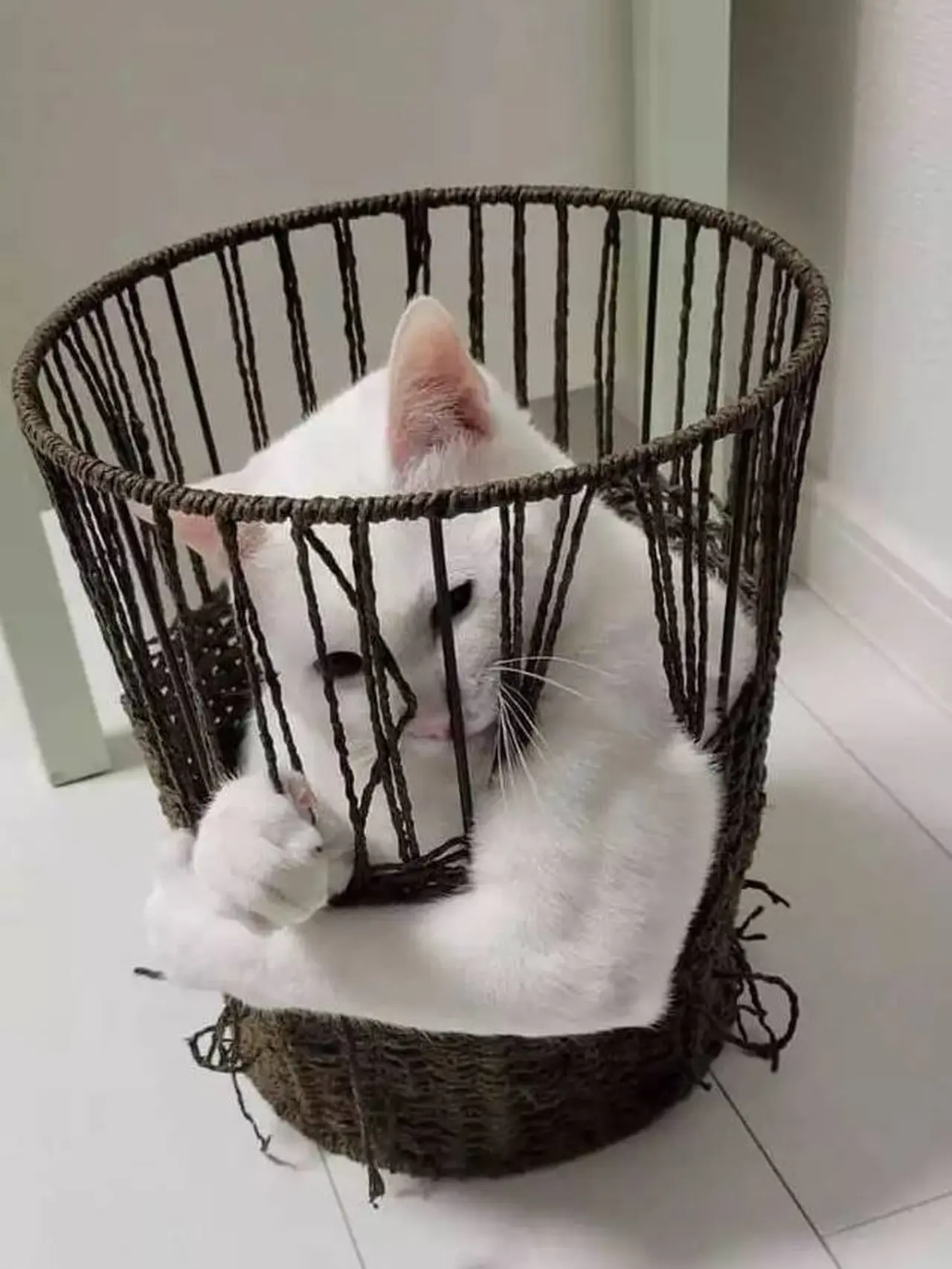 8 Potret Nyeleneh Kucing Tampil Berotot Ini Bikin Tepuk Jidat - Hot ...