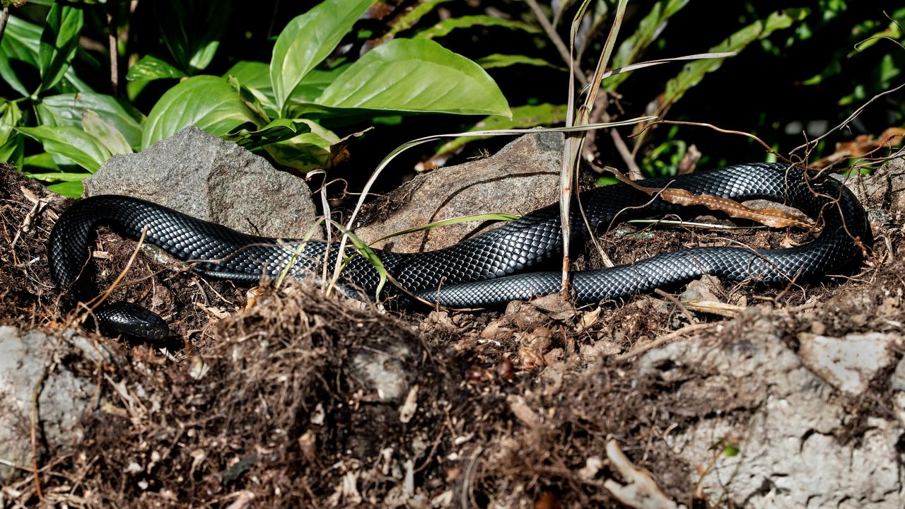 12 Spesies Ular Hitam yang Kerap Sembunyi di Kebun Rumah, Kenali Cirinya