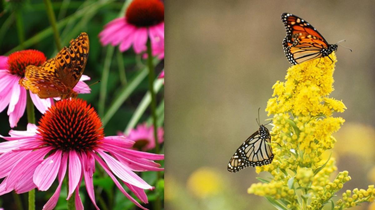 Ragam Bunga Indah Ini Bisa Mengundang Kupu-Kupu Cantik - Photo Fimela.com