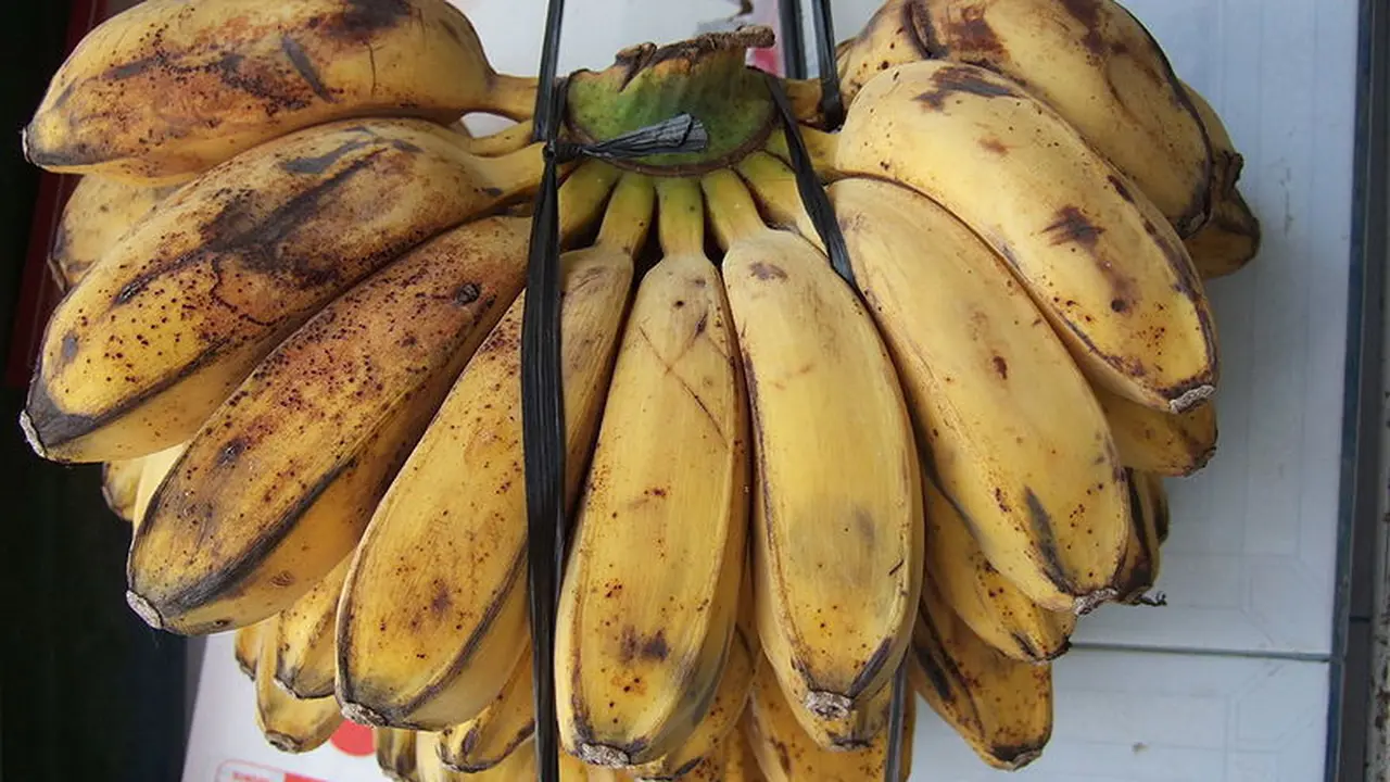 16 Manfaat Pisang Kepok Rebus, Tingkatkan Sistem Imun Tubuh