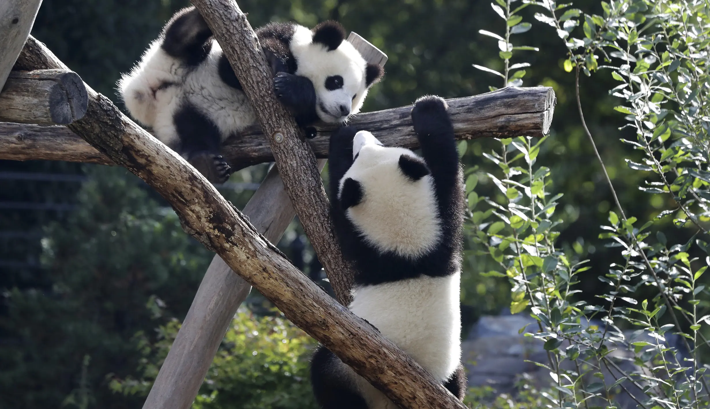 FOTO: Ulang Tahun Dua Panda Muda di Jerman - Foto Liputan6.com