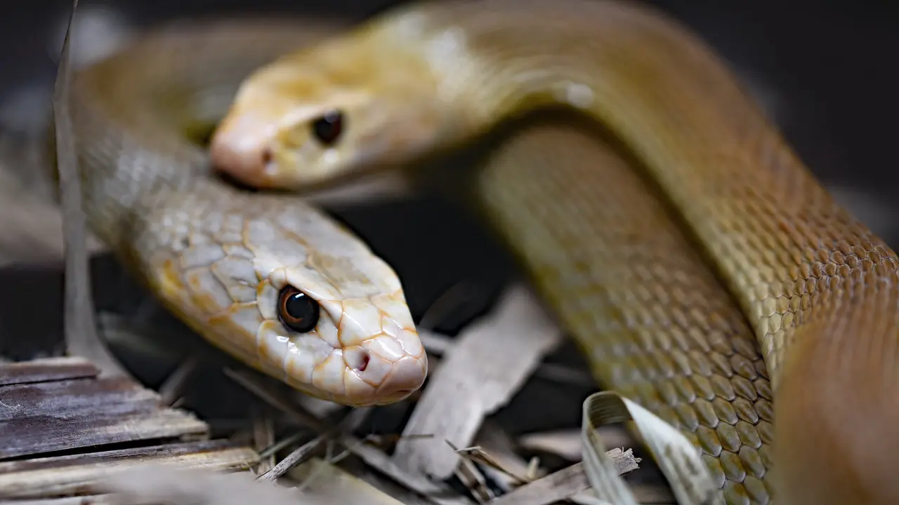 Karakter Shio Ular Kayu 2025, Simbol Kebijaksanaan dan Transformasi di ...