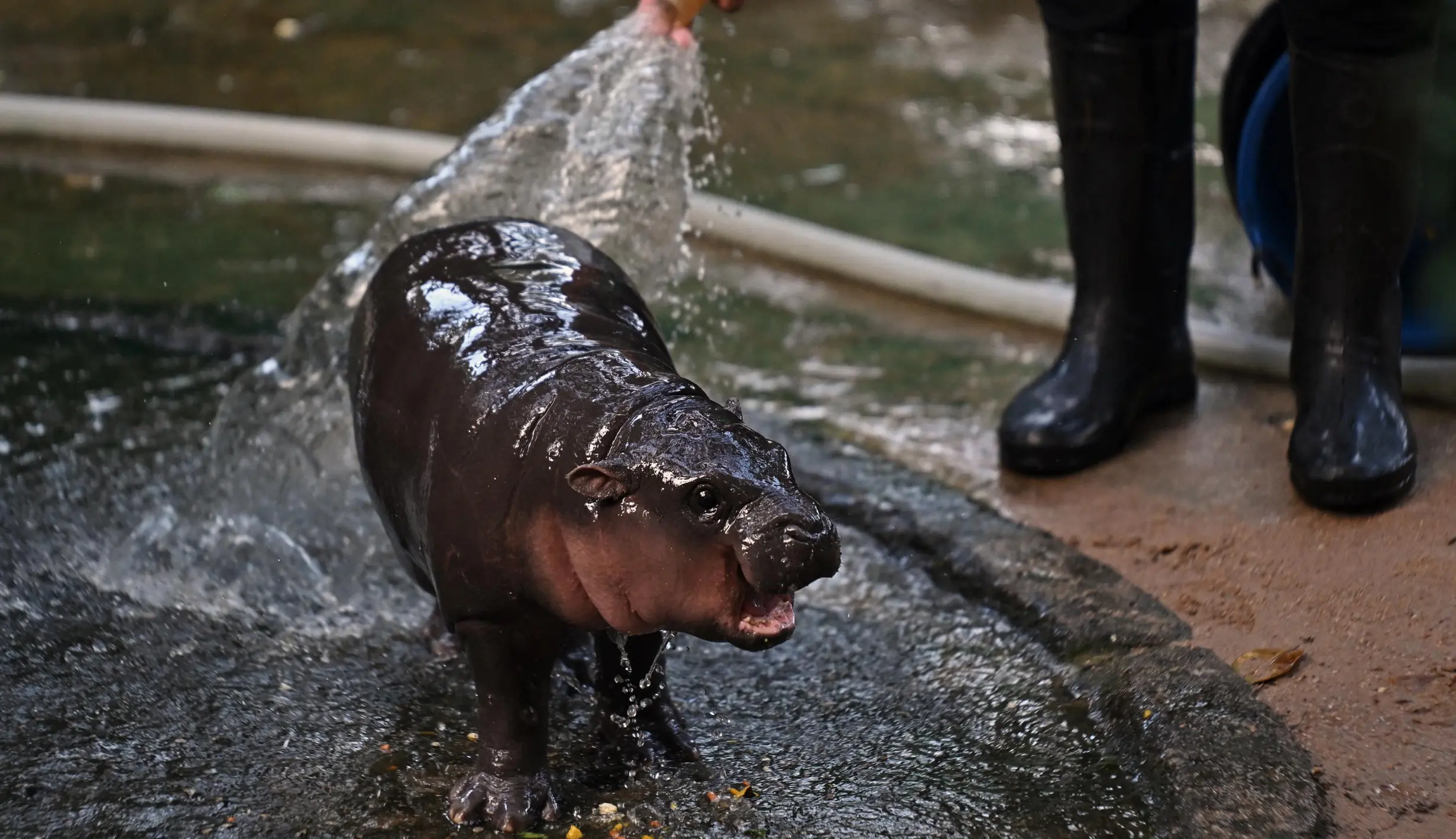 Antusiasme Pengunjung Kebun Binatang Khao Kheow Lihat Moo Deng, Bayi Kuda Nil yang Viral - Foto ...