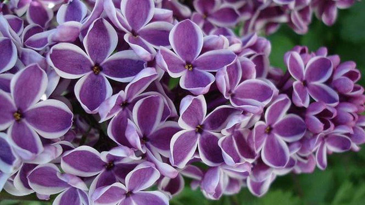 Gunakan Bahasa Bunga untuk Ungkapkan Rasa Cinta di Hari Valentine ...