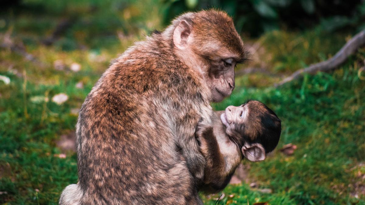 Simpanse Jadi Hewan Primata yang Paling Cerdas, Mirip dengan Manusia