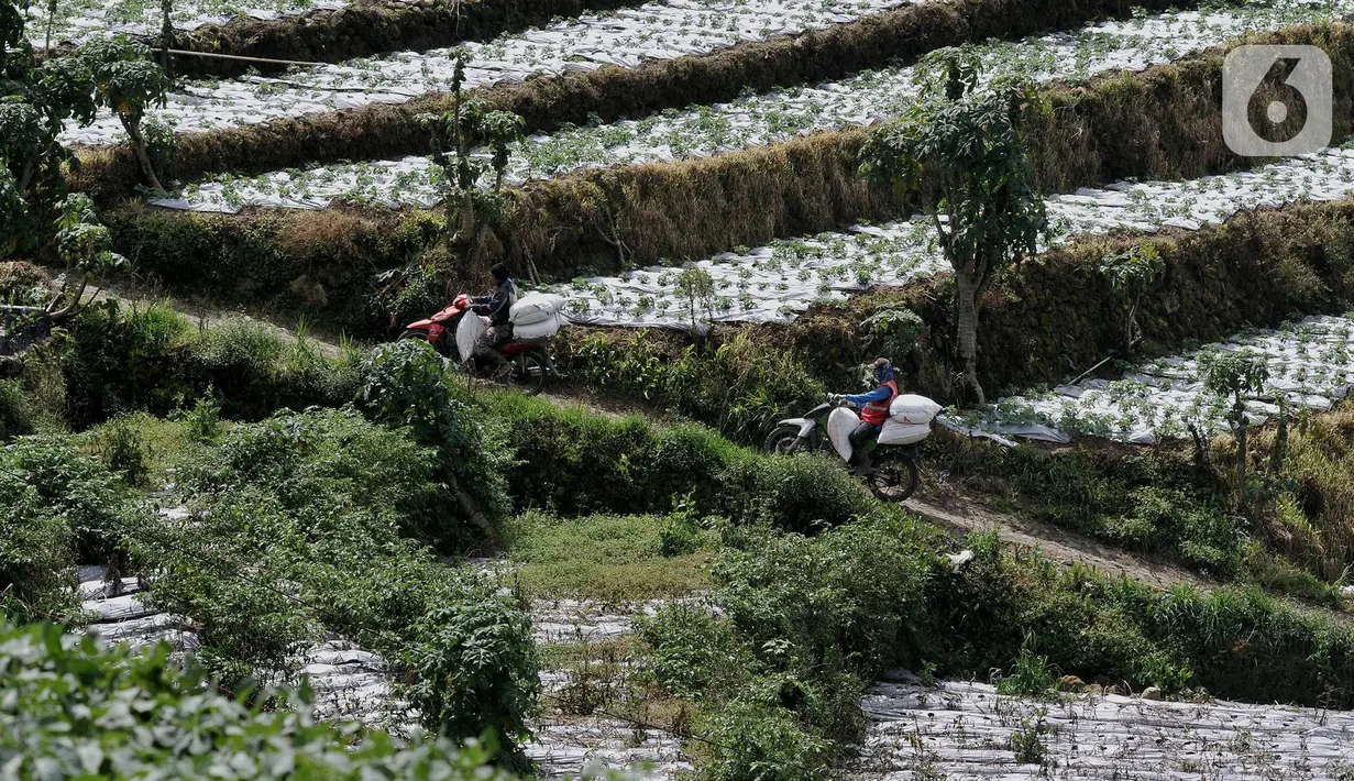 FOTO: Geliat Petani Kentang Dieng di Masa Pandemi - Foto Liputan6.com