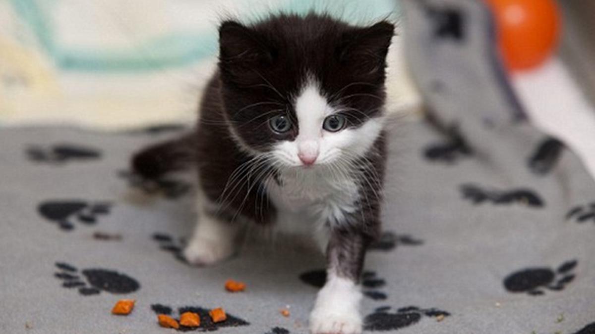 Kisah Babybel si Kucing Malang Yang Terjepit Jebakan Tikus - Lifestyle ...