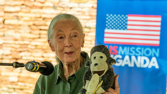Jane Goodall Meninggal di Usia 91 Tahun, Sang Penyelamat Simpanse
