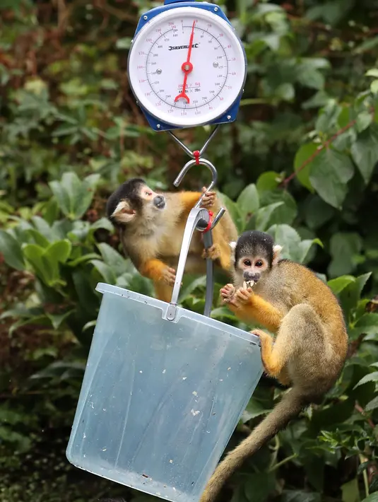 FOTO: Seperti Manusia, Para Hewan di London Timbang Berat Badan - Foto ...