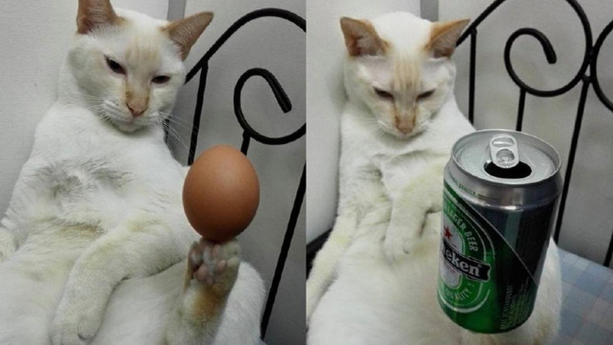 Kucing Malaysia Jago Seimbangkan Diri - Global Liputan6.com