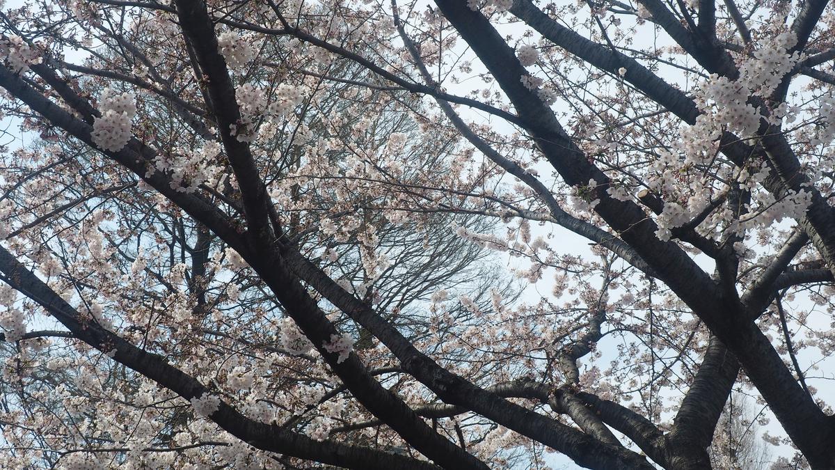 10 Tempat yang Tepat untuk Menikmati Sakura di Jepang