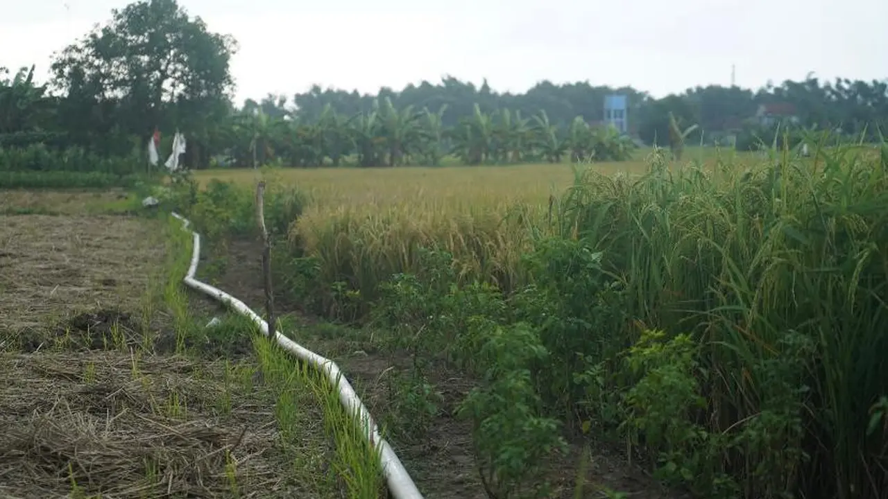 Kejar Target 35 Juta Ton Beras, Kementan Kawal Penggunaan Air dan ...