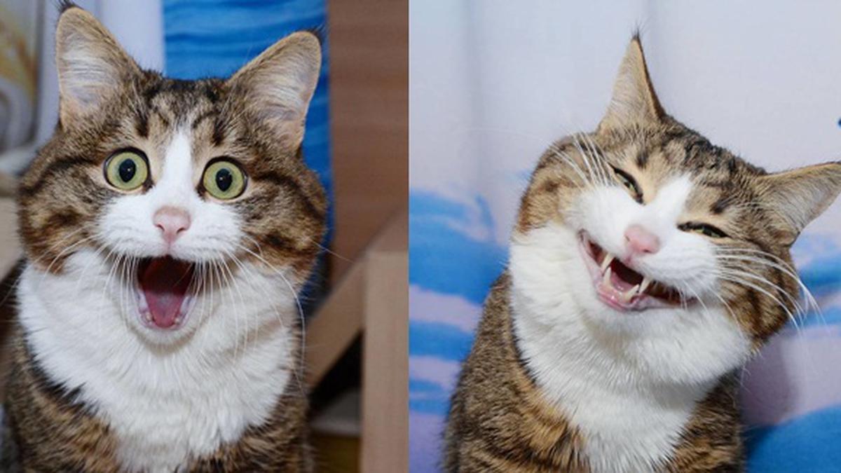 Punya Ekspresi Lucu, Kucing Ini Bagai Komedian Profesional - Photo ...