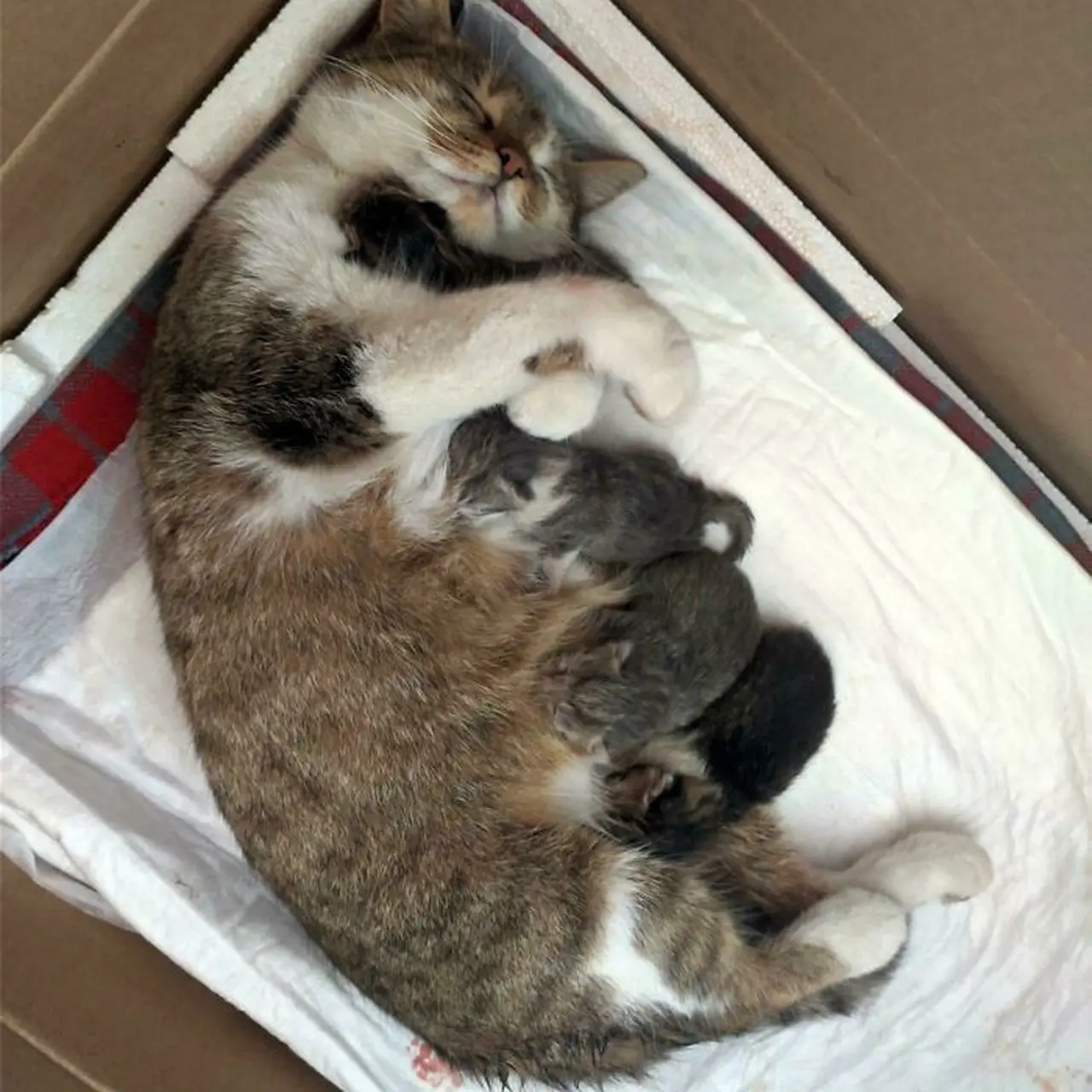 6 Potret Kucing Berpelukan Bak Manusia Ini Bikin Gemas, Saling ...