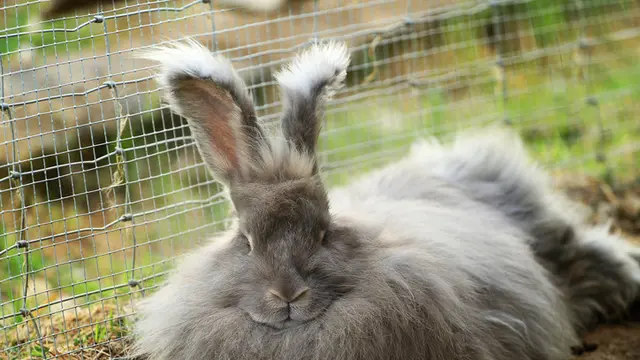 10 Jenis Kelinci Hias dan Harganya, Bisa Jadi Pilihan Hewan Peliharaan ...