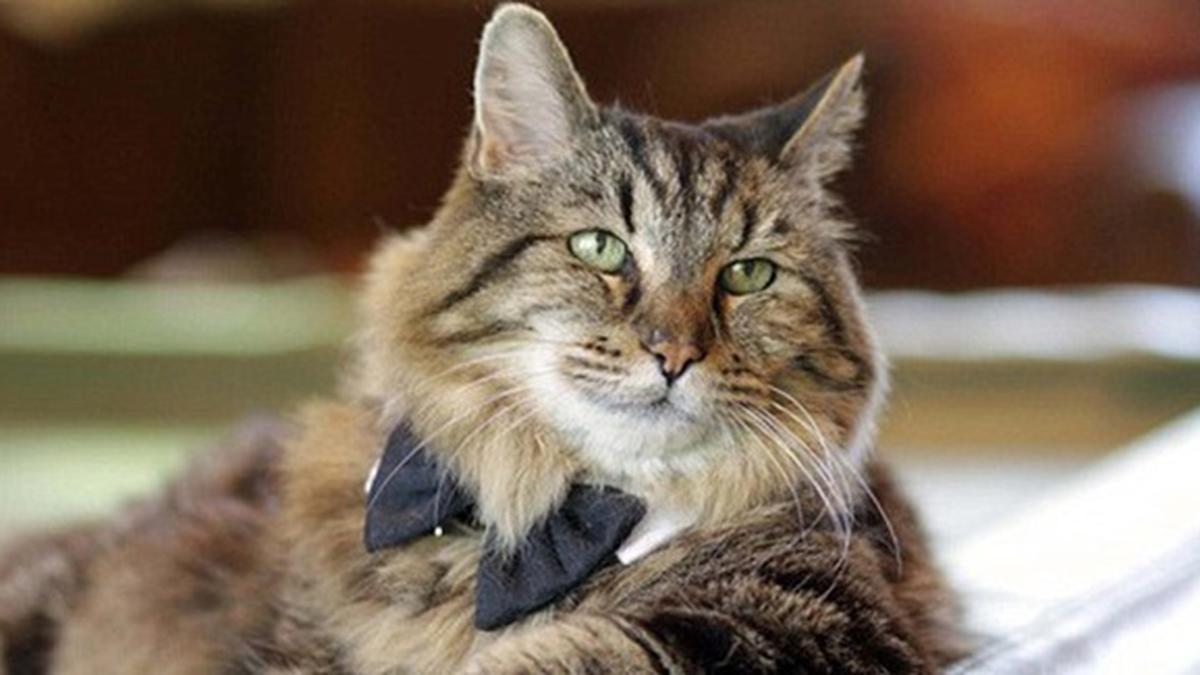 Corduroy: Kucing Tertua di Dunia, Usianya 26 Tahun - Lifestyle Fimela.com