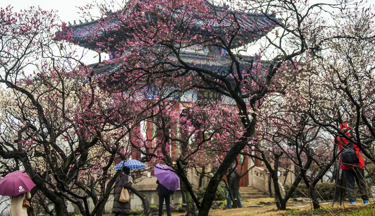 Bunga Plum yang Bermekaran Warnai Nanjing China - Foto Liputan6.com