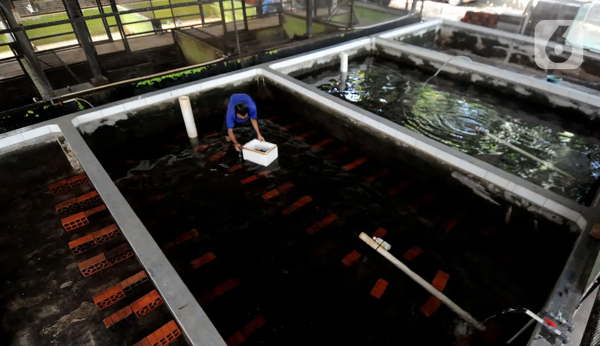 FOTO: Masa Pandemi, Permintaan Lobster Air Tawar Stabil - Foto Liputan6.com