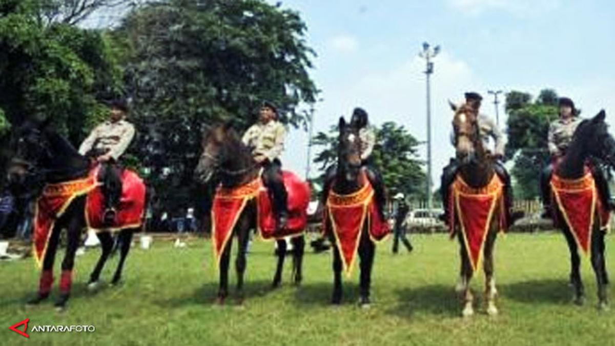 Polri Hanya Mampu Beli 7 Kuda dari Belanda, Seekor Rp 450 Juta - News ...