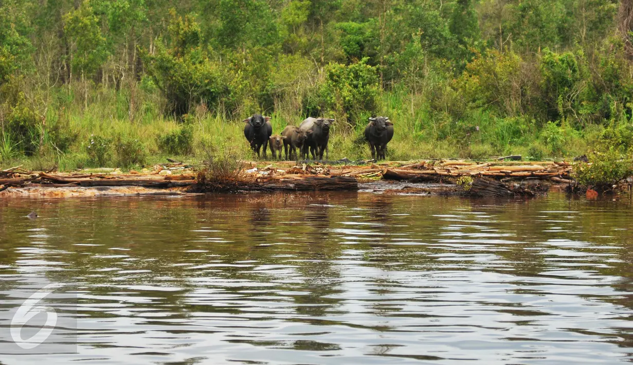 Begini Penampakan Kerbau Rawa Asli Indonesia di Sumsel - Foto Liputan6.com