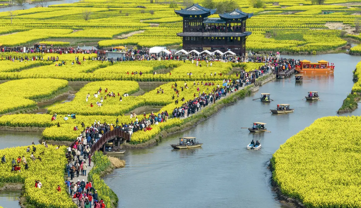 Keindahan Hamparan Emas Bunga Canola di Jiangsu China - Foto Liputan6.com