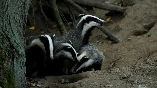 Luwak Ini Jadi Penyebab Kereta Tak Beroperasi Seminggu, Bikin Heboh ...