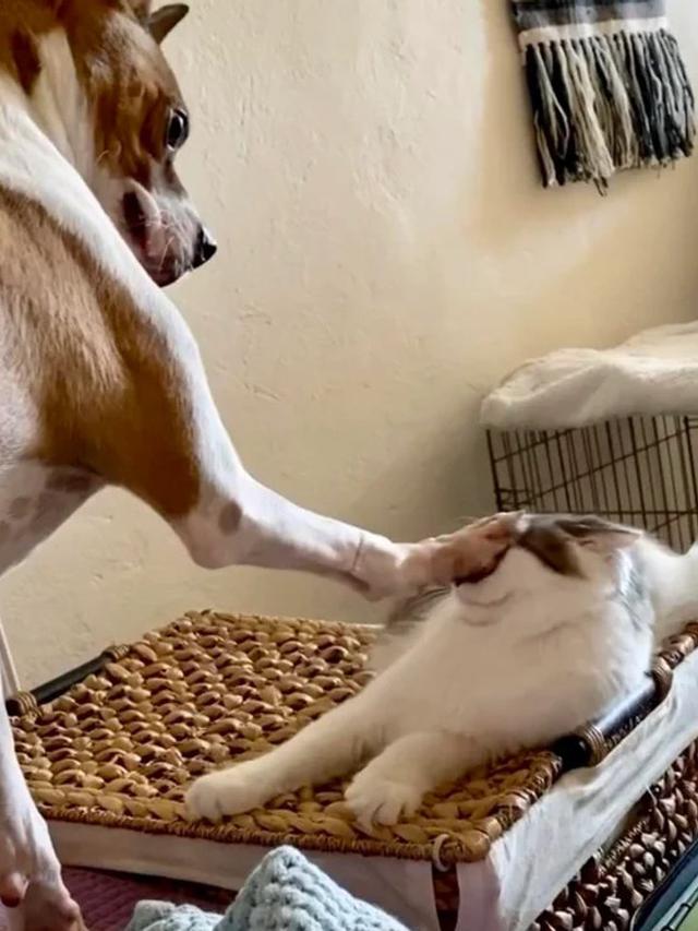 7 Potret Tingkah Hewan dengan Aksi Lucu dan Kocak, dari Kucing sampai Rakun - Hot Liputan6.com