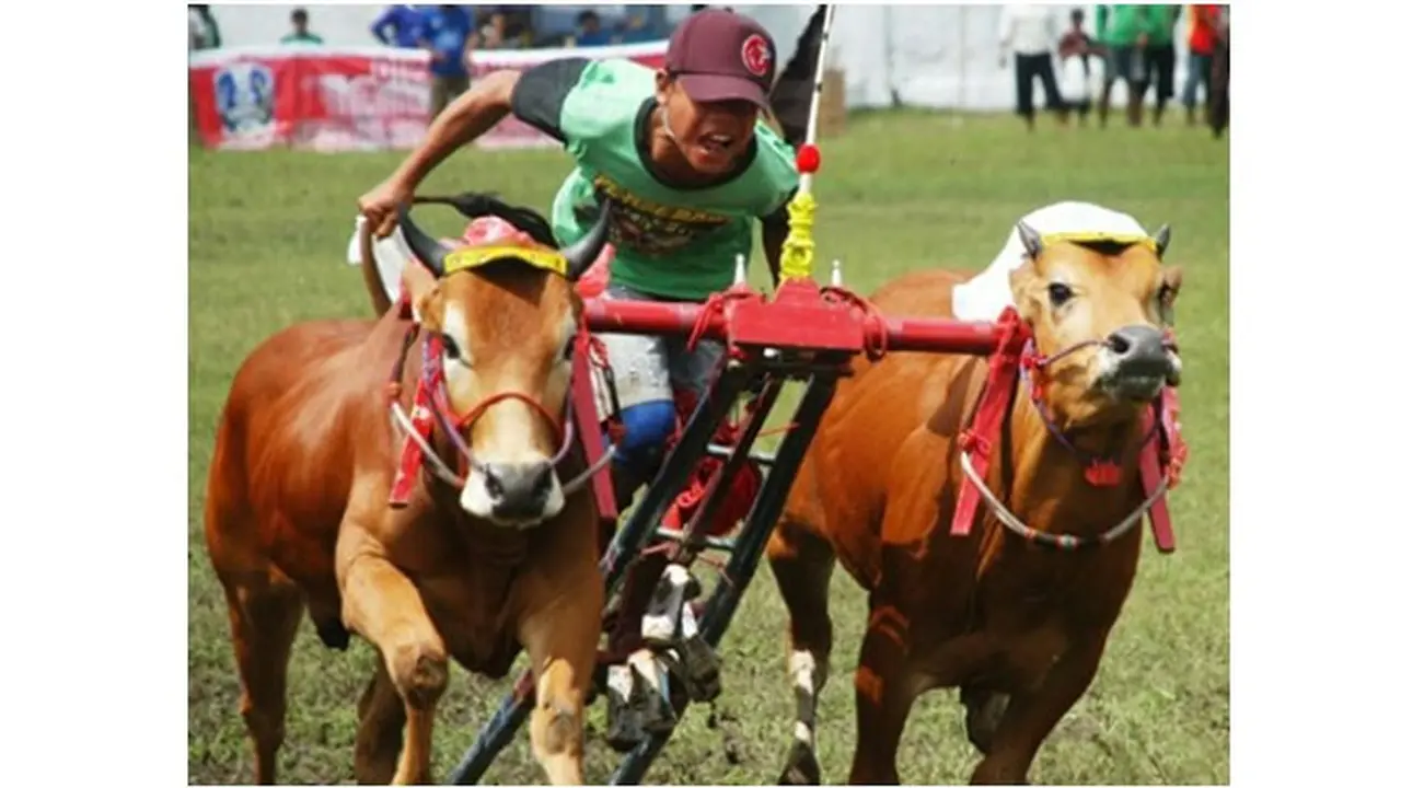 5 Fakta Menarik Karapan Sapi, Tradisi Khas Masyarakat Madura - Surabaya ...