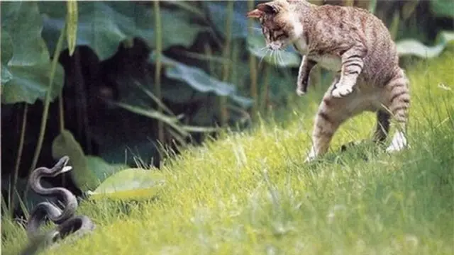 7 Suara Kucing yang Terkenal dan Makna Dibalik Suara Itu - Hot Liputan6.com