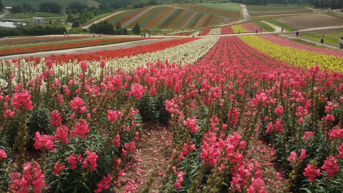 Warna-Warni Bunga bak Permadani di Shikisai-no-Oka, Jepang - Lifestyle ...