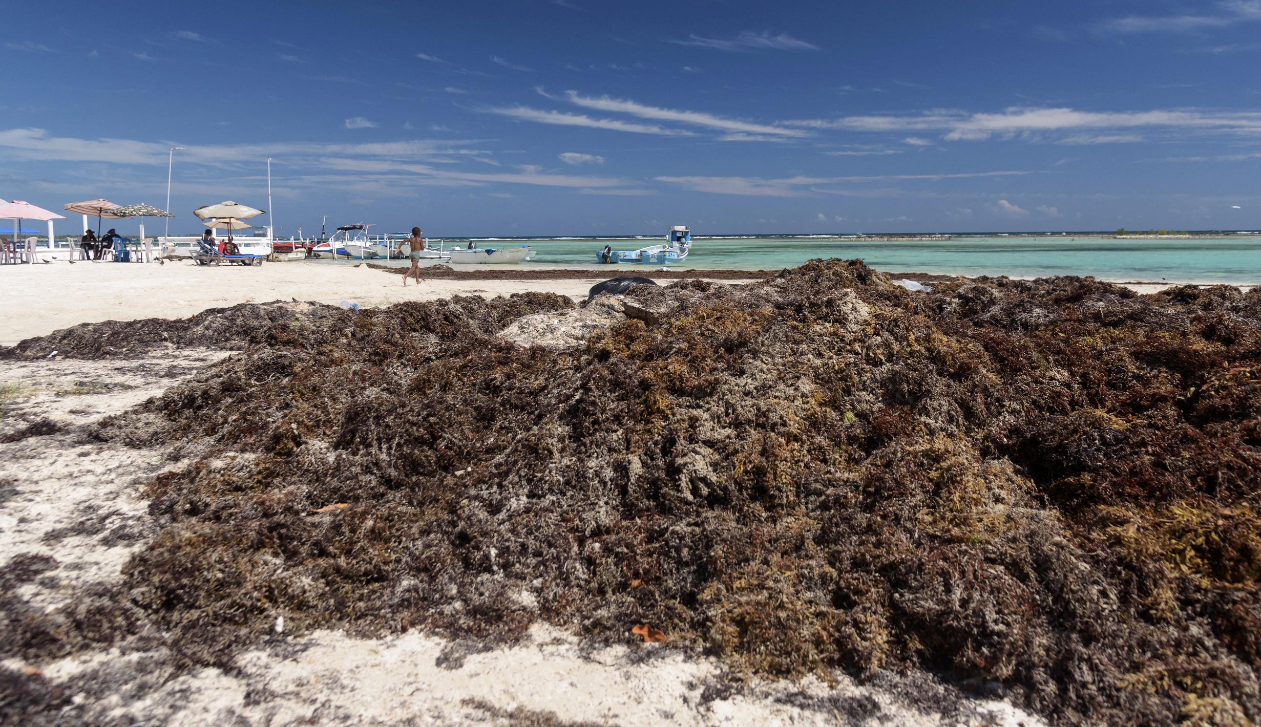 Penampakan Rumput Laut Sargassum yang Menginvasi di Pantai Karibia