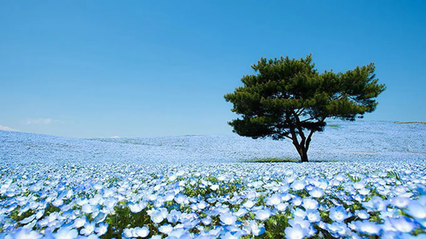 Pesona Taman Bunga Biru 'Hitashi' di Jepang - Lifestyle Fimela.com