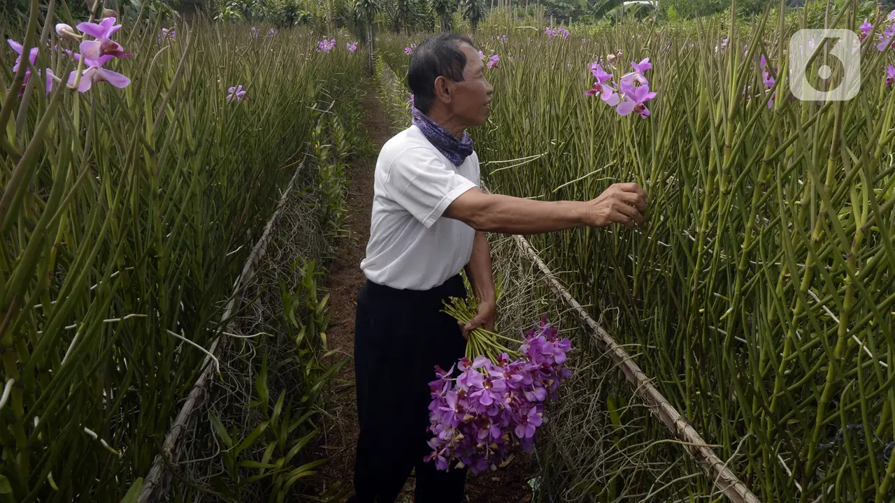 20 Macam Bunga Anggrek dan Harganya, Pahami Karakteristik - Hot ...