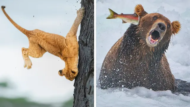 Gemas, 10 Potret Satwa Liar Karya Finalis Comedy Wildlife Photography ...