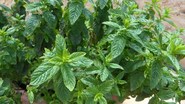 5 Cara Menanam Daun Mint dari Batang, Mudah dan Cepat - Hot Liputan6.com