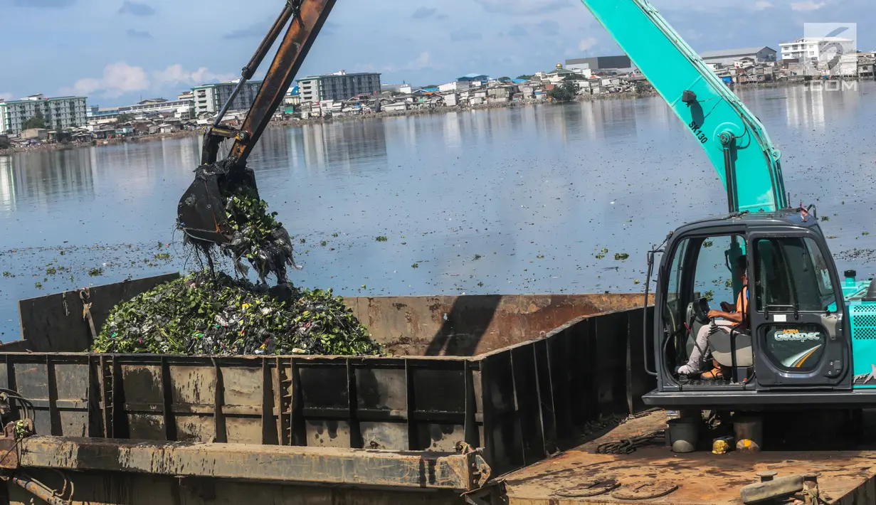 FOTO: Penampakan Eceng Gondok yang Penuhi Waduk Pluit - Foto Liputan6.com