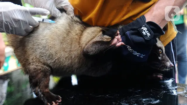 Langkah Pencegahan dan Pengobatan Rabies Setelah Digigit yang Perlu ...