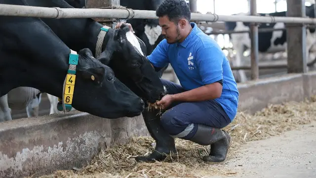 Mengenal Susu Sapi A2 yang Lebih Baik untuk Tubuh - Lifestyle Liputan6.com