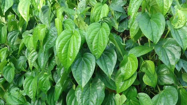 Macam-macam Bentuk Daun dan Fungsinya bagi Tumbuhan - Hot Liputan6.com