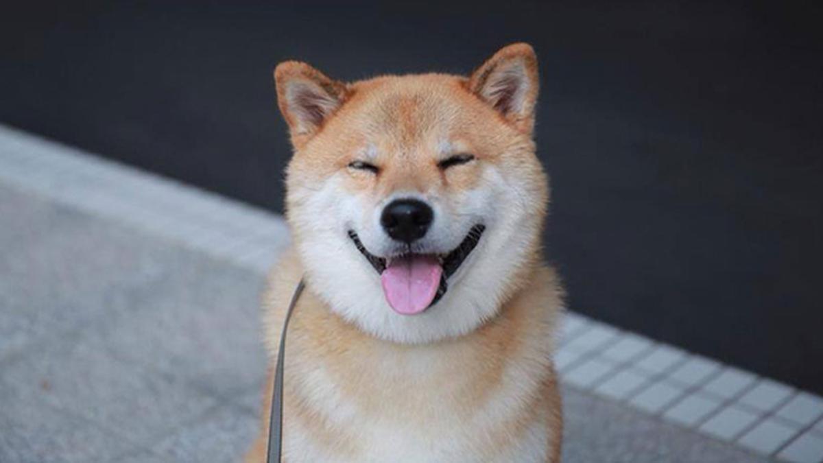 Maru, Si Anjing Paling Bahagia Yang Suka Sekali Tersenyum