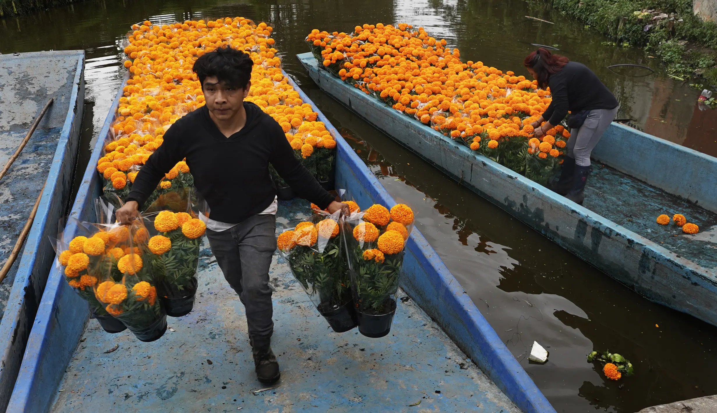 Bunga Marigold, Si Kuning Oranye untuk Perayaan Hari Kematian di ...