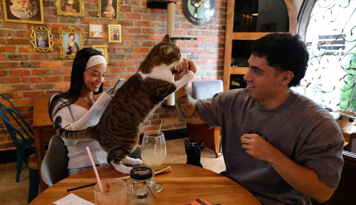 Di Kafe Ini, Pengunjung Bisa Bersantai dan Bermain Bersama Kucing ...
