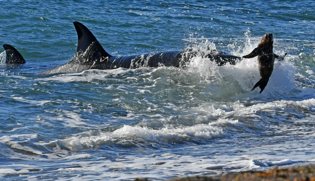 FOTO: Ganasnya Paus Orca Berburu Singa Laut hingga ke Tepi Pantai ...