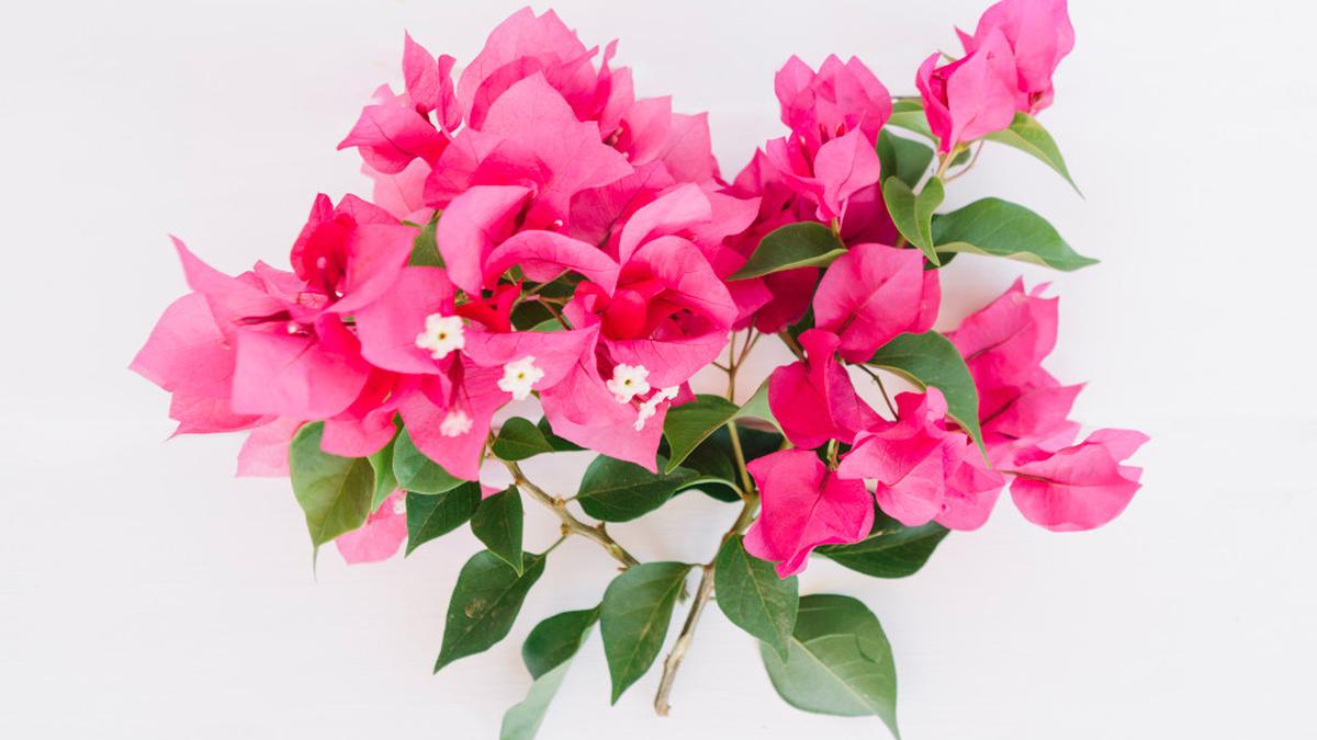 Arti Mitos Bunga Bugenvil yang Menarik untuk Diketahui