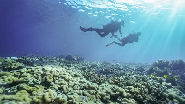 7 Manfaat Diving Bagi Tubuh dan Hal yang Perlu Diperhatikan Sebelum dan ...