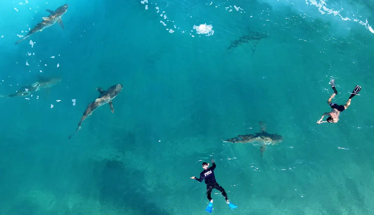 Air Hangat Menarik Lusinan Hiu Berkumpul di Laut Mediterania - Foto ...